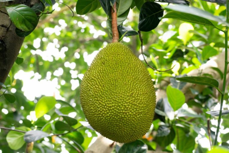 10 Different Types of Fruit That Starts With J - Things That Start With A-Z