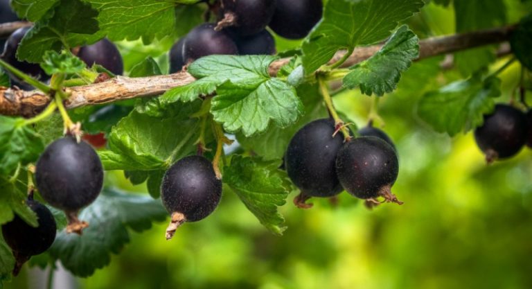 10 Different Types of Fruit That Starts With J - Things That Start With A-Z