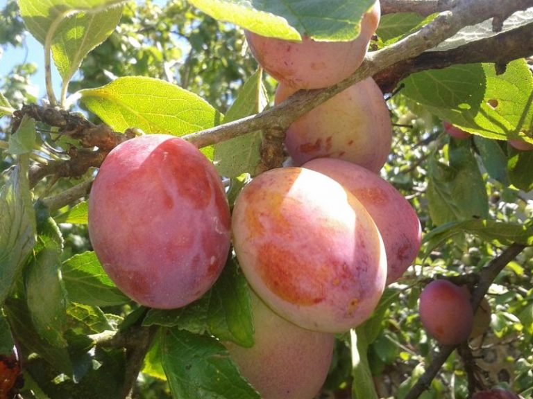10 Different Types of Fruit That Starts With V - Things That Start With A-Z