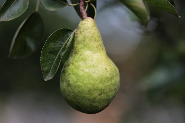 10 Different Types of Fruit That Starts With W - Things That Start With A-Z