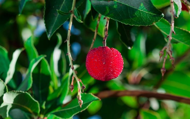 10 Different Types of Fruit That Starts With Y - Things That Start With A-Z